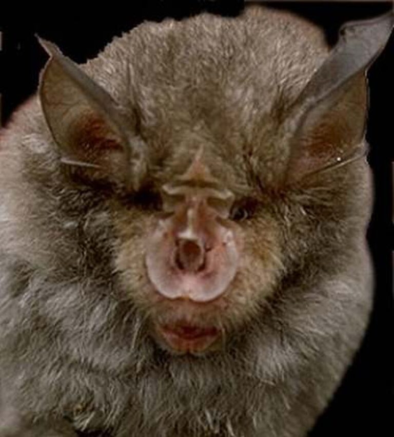 Los 10 animales más feos de la tierra que no conoces
