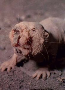 Los 10 animales más feos de la tierra que no conoces