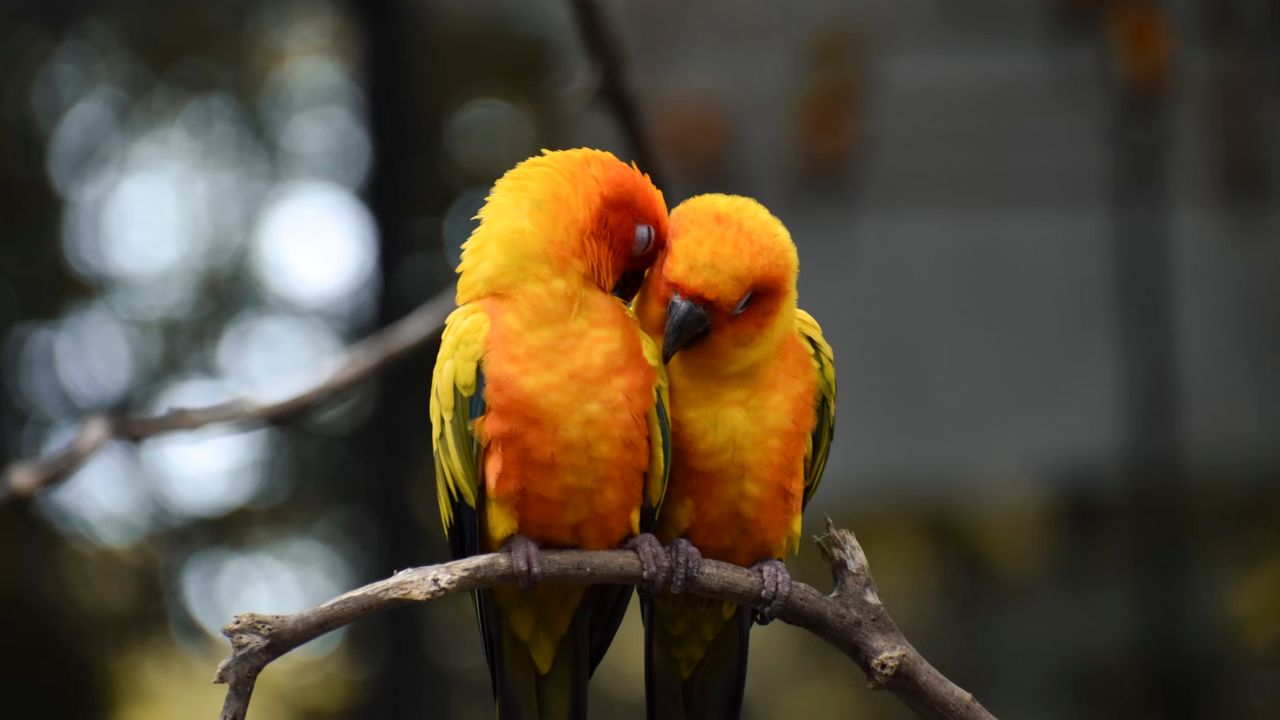 10 técnicas curiosas de apareamiento en el reino animal